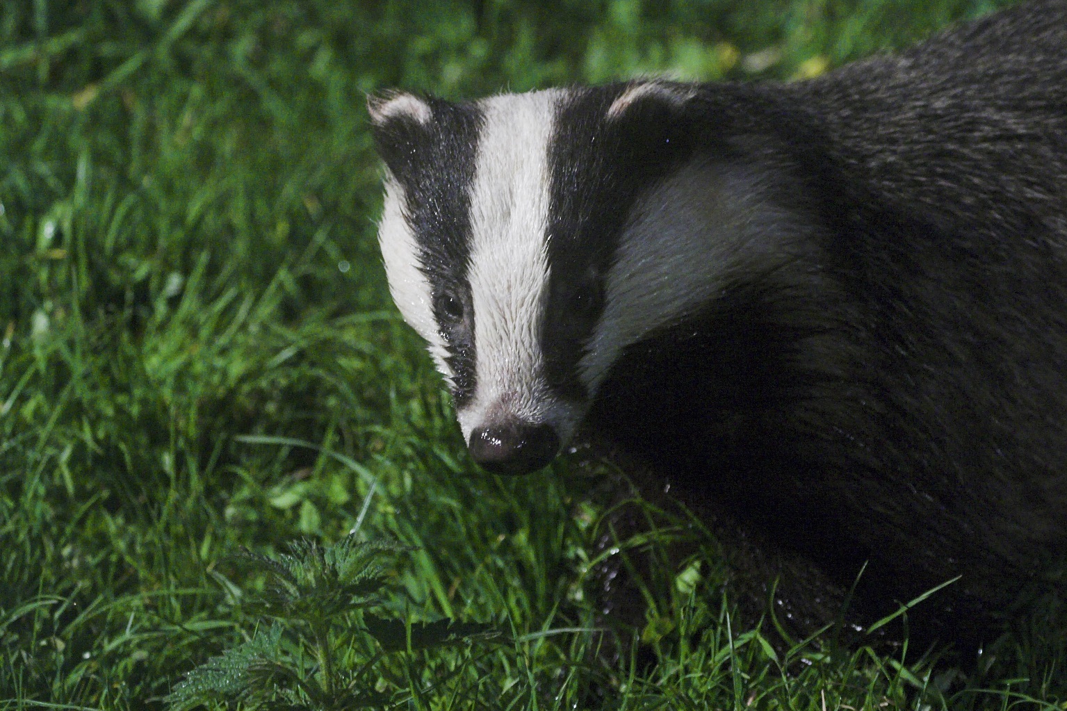 Badger persecution, and how we can all help to prevent it | Crimestoppers